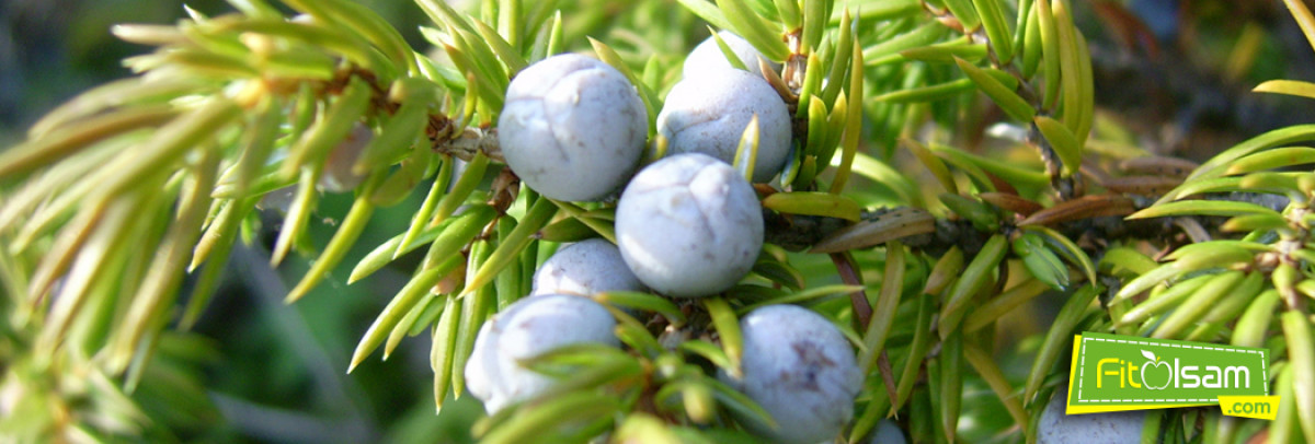 Ardıç Yağı ve Faydaları - Bitkisel | Fit Olsam