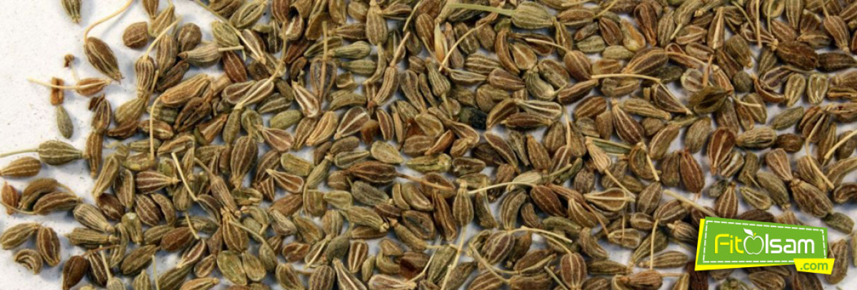 Anason Nedir? Faydaları Nelerdir? - Şifalı Bitkiler | Fit Olsam