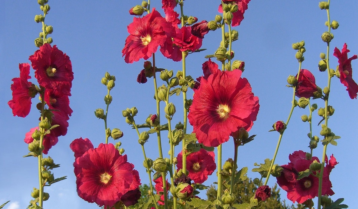 Hatmi Çiçeği Faydaları Nelerdir? - Bitkisel | Fit Olsam